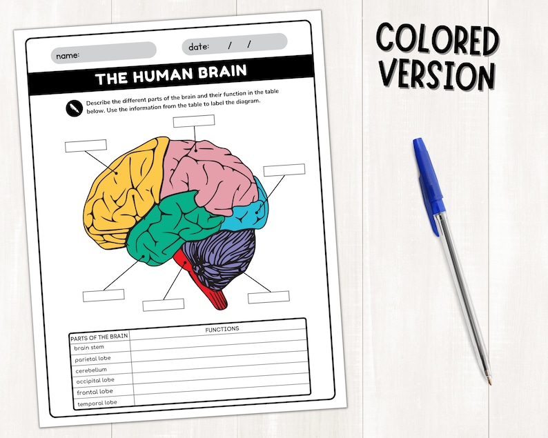 Human Brain Parts Labeling Worksheet | Anatomy of the Brain | Parts of ...