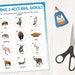 Nocturnal and Diurnal Animals Sorting Activity Printable Real Pictures ...