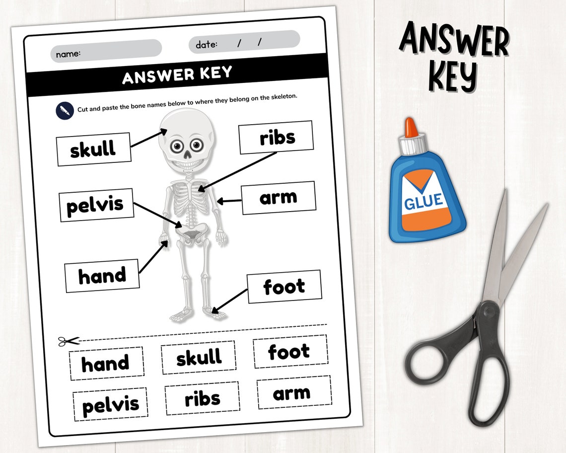 Printable Human Skeleton Labelling Worksheets Label the Bones Activity ...