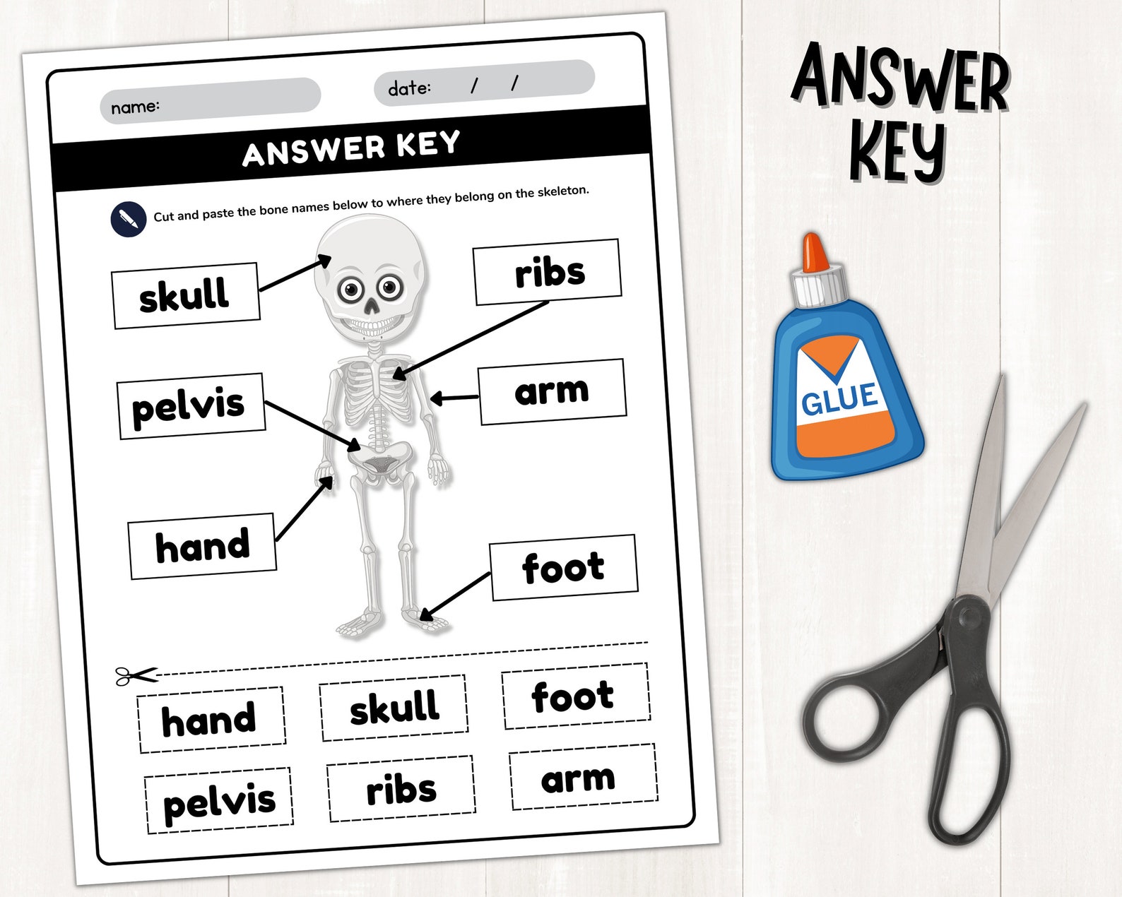 Printable Human Skeleton Labelling Worksheets | Label the Bones ...