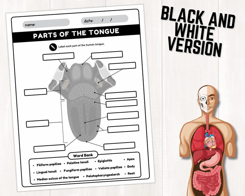 Human Tongue Parts Labeling Worksheet | Anatomy of the Tongue | Parts ...