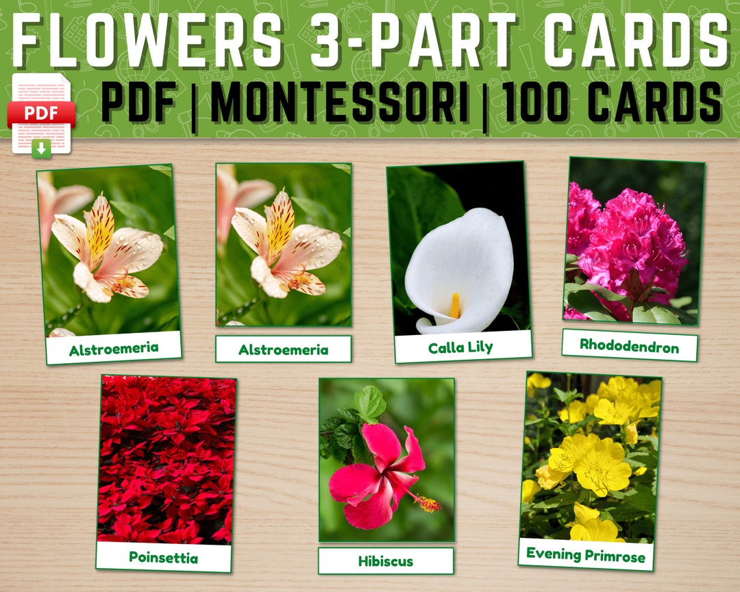 Flowers Printable Montessori 3-part Cards | Types of Flowers Flashcards ...
