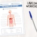 Digestive System Worksheets, Parts of the Digestive System, Digestive ...