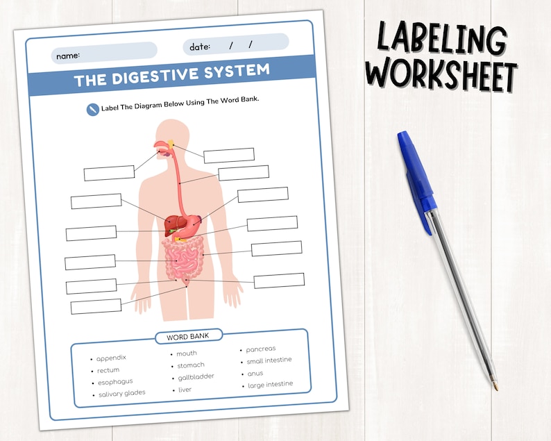 Digestive System Worksheets, Parts of the Digestive System, Digestive ...