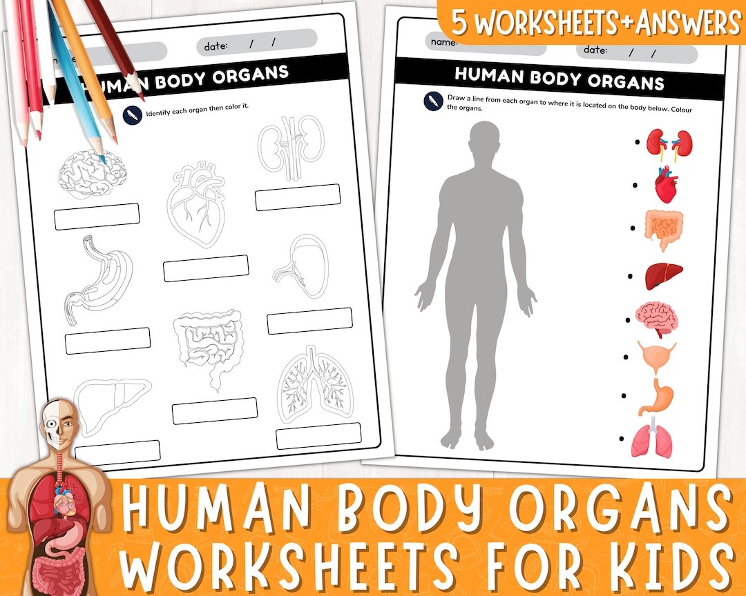 Human Body Organs Worksheets | Human Body Anatomy for Kids | Printable ...