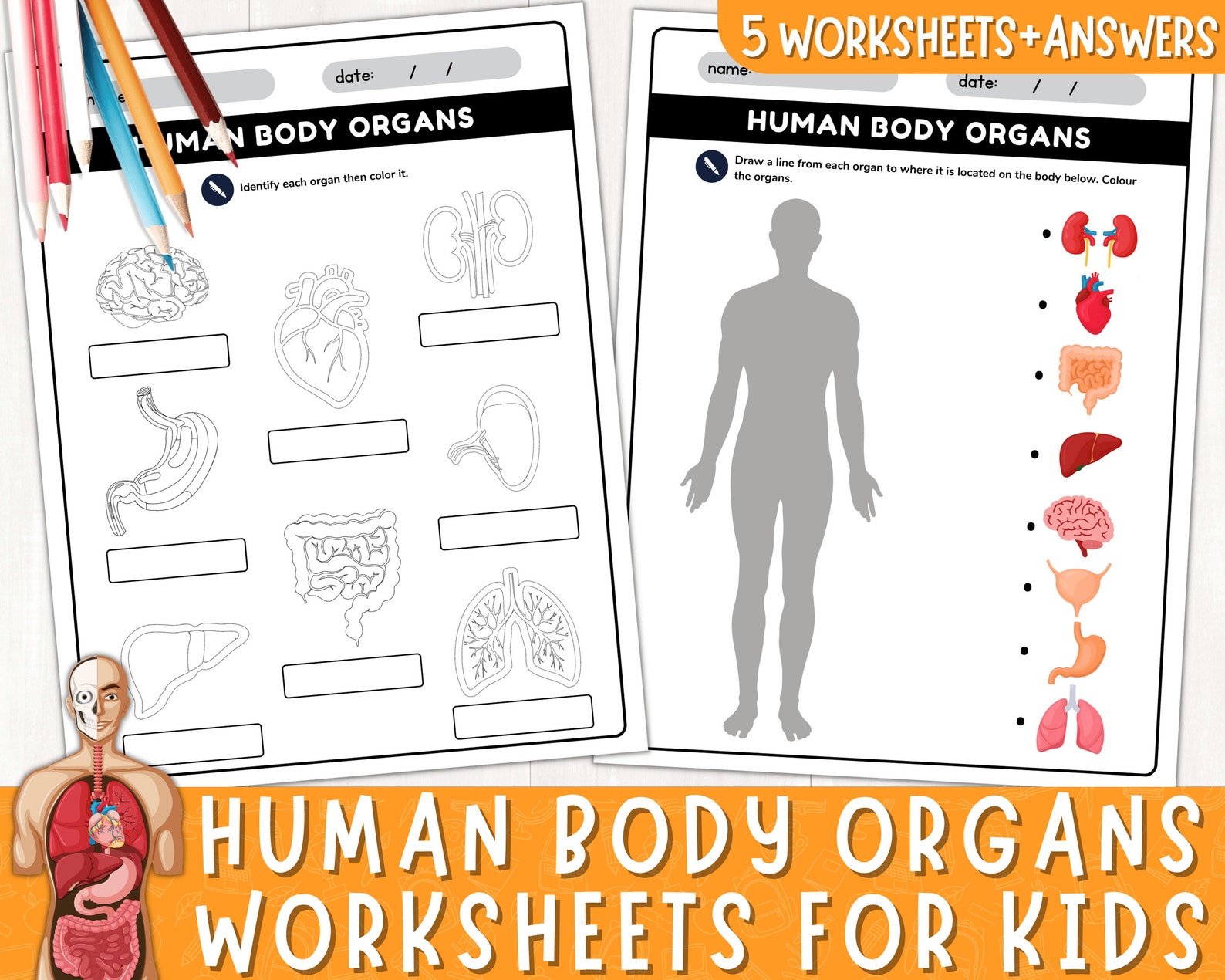 Human Body Organs Worksheets | Human Body Anatomy for Kids | Printable ...