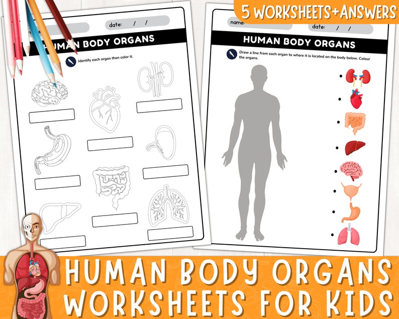 Human Body Organs Worksheets | Human Body Anatomy for Kids | Printable ...