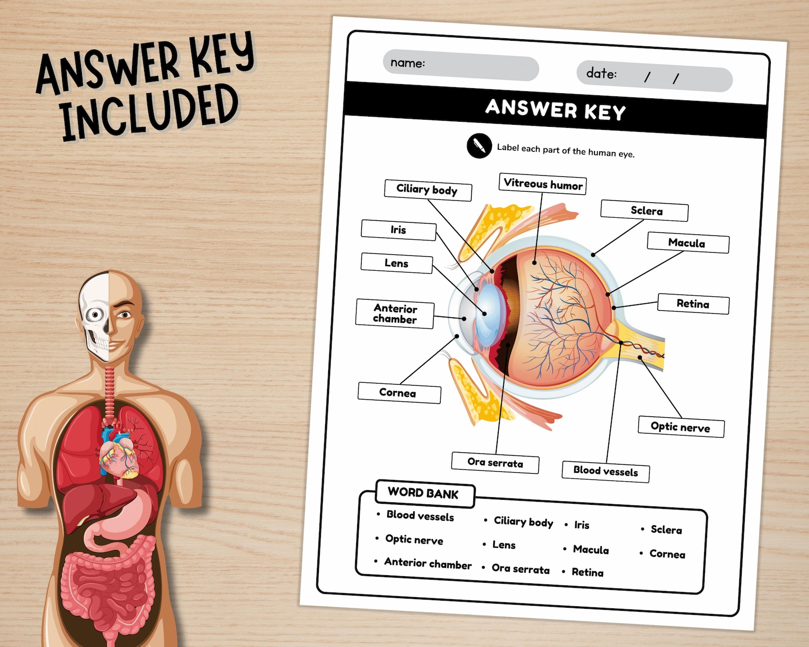 Human Eye Parts Labeling Worksheet Anatomy of the Eye Parts of the ...