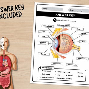 Human Eye Parts Labeling Worksheet | Anatomy of the Eye | Parts of the ...
