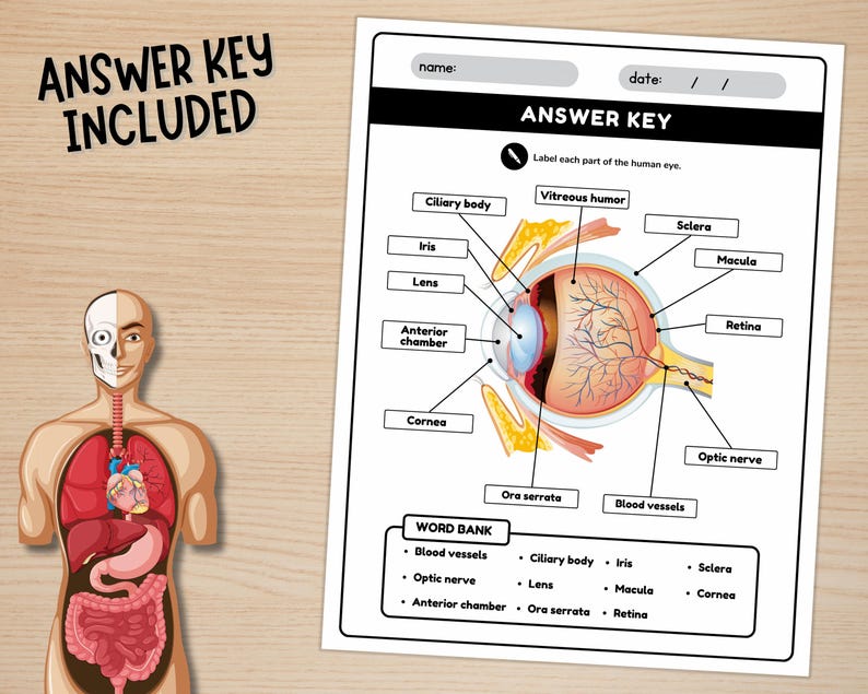 Human Eye Parts Labeling Worksheet | Anatomy of the Eye | Parts of the ...