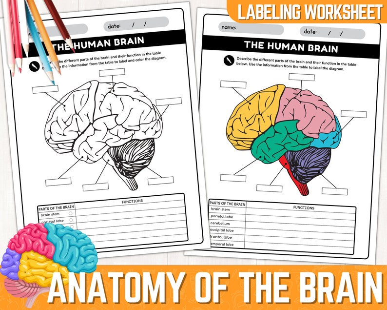Human Brain Parts Labeling Worksheet | Anatomy of the Brain | Parts of ...
