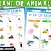 Plant or Animal Sorting Activity | Plant and Animal Printable ...