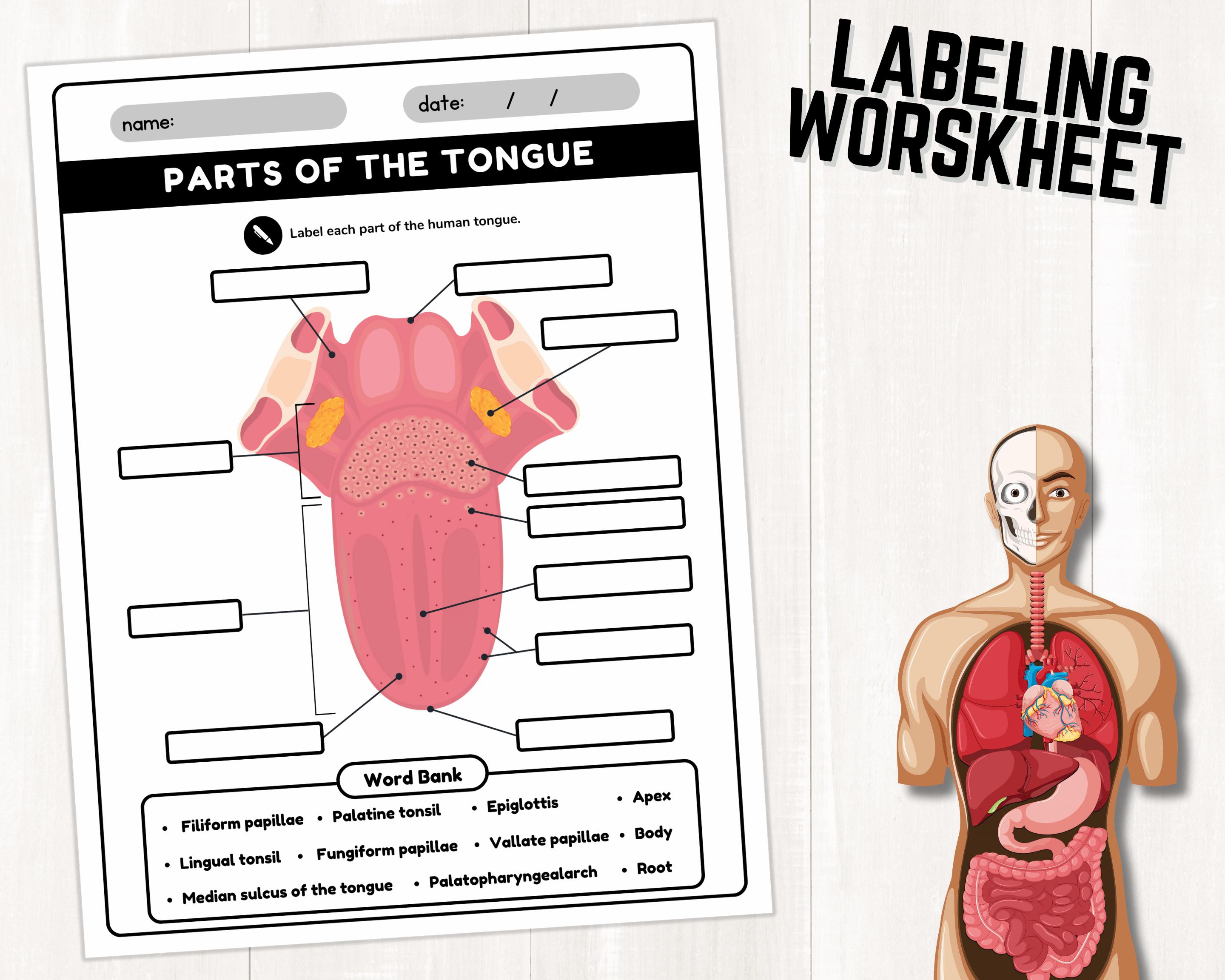 Human Tongue Parts Labeling Worksheet | Anatomy of the Tongue | Parts ...