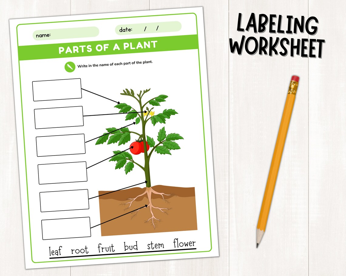 Parts of a Plant Science Activities Printable Plant Labeling Worksheets ...