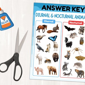 Nocturnal and Diurnal Animals Sorting Activity | Printable | Real ...