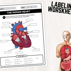 Human Heart Parts Labeling Worksheet | Anatomy of the Heart | Parts of ...