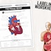 Human Heart Parts Labeling Worksheet | Anatomy of the Heart | Parts of ...