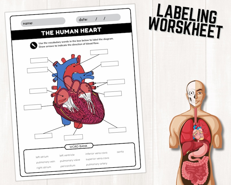 Human Heart Parts Labeling Worksheet | Anatomy of the Heart | Parts of ...
