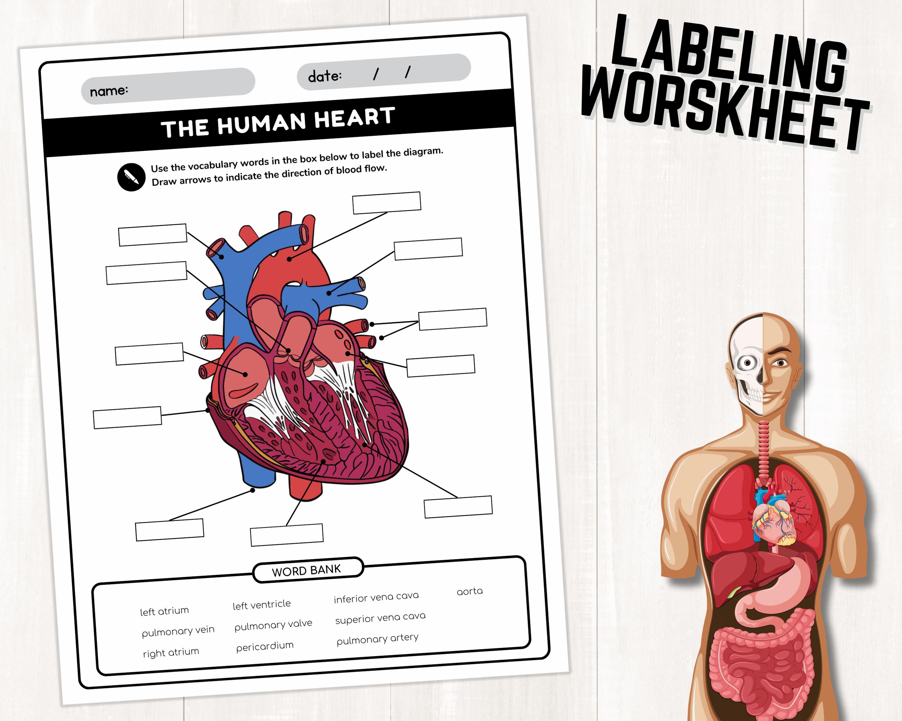 Human Heart Parts Labeling Worksheet | Anatomy of the Heart | Parts of ...