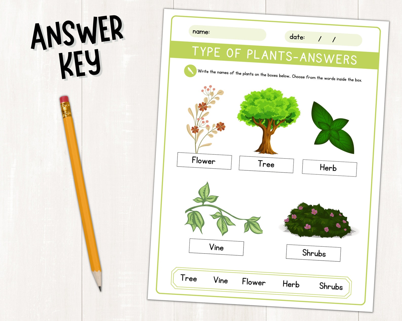 Types of Plants Worksheet | Plant Life Cycle Activity | Types of Plants ...