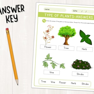 Types of Plants Worksheet | Plant Life Cycle Activity | Types of Plants ...
