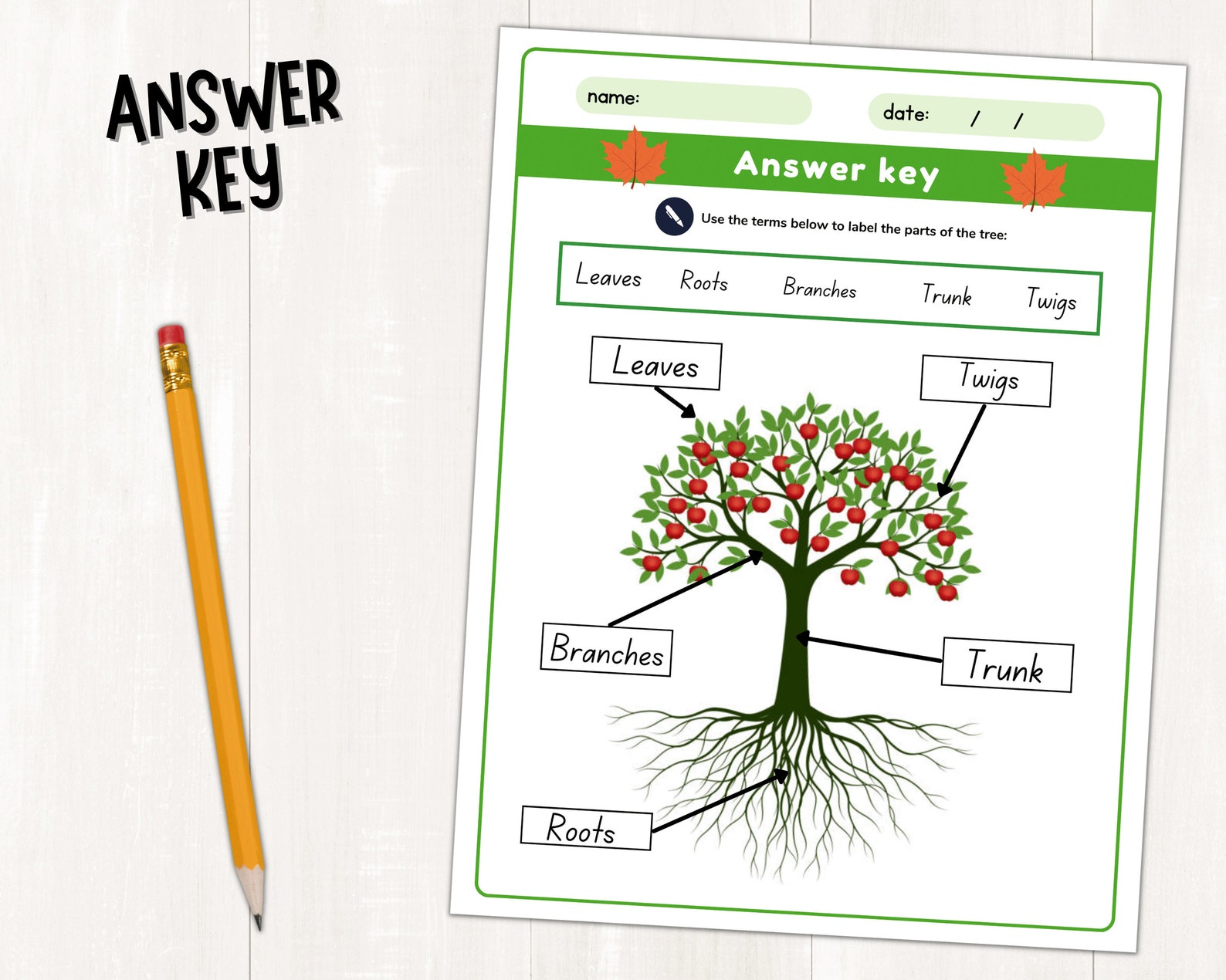 Parts of a Tree Labeling Activity | Tree Life Cycle Worksheet | Tree ...