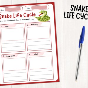 Printable Animal Life Cycle Research Project Templates, Animal Research ...