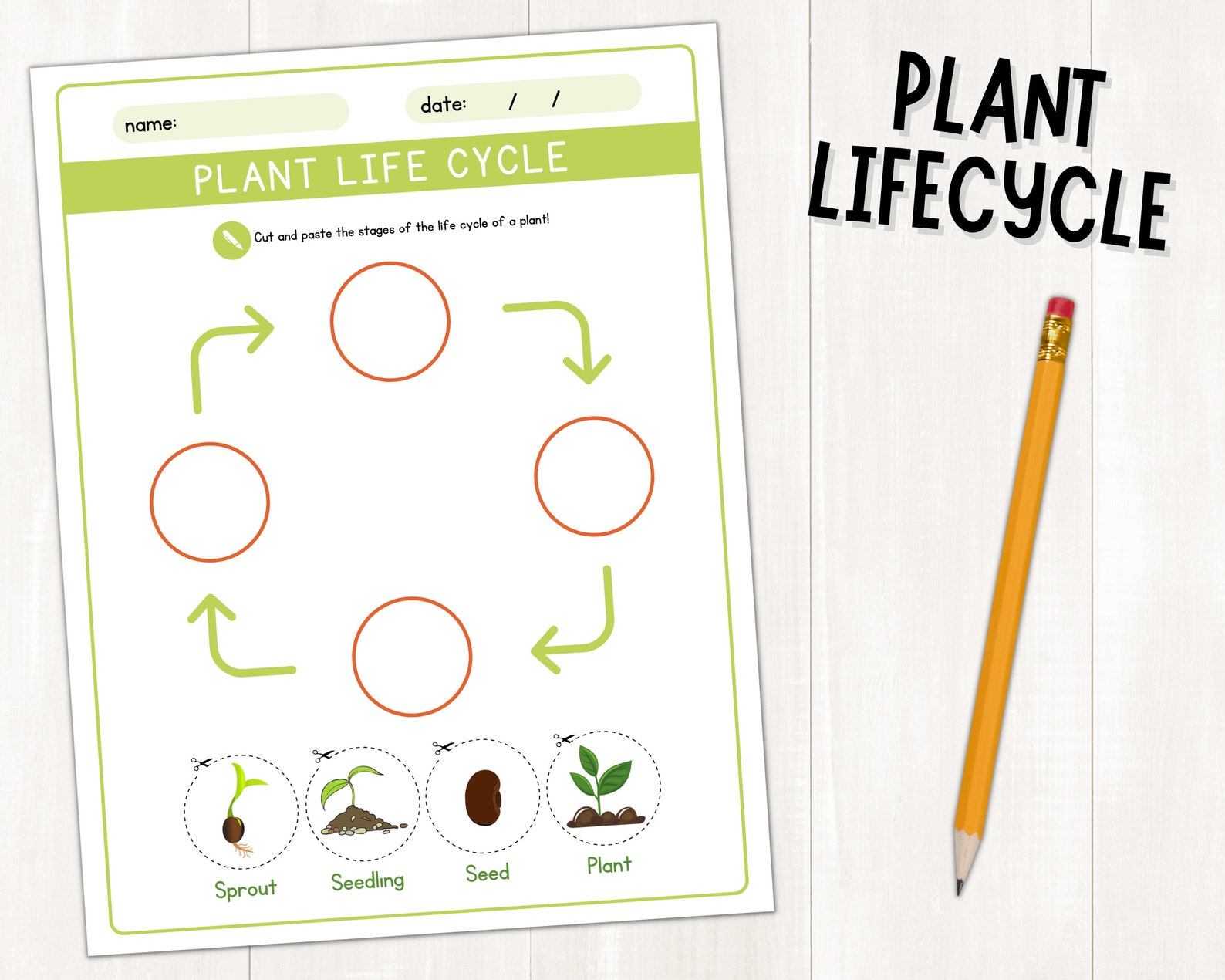 Types of Plants Worksheet | Plant Life Cycle Activity | Types of Plants ...