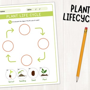 Types of Plants Worksheet | Plant Life Cycle Activity | Types of Plants ...