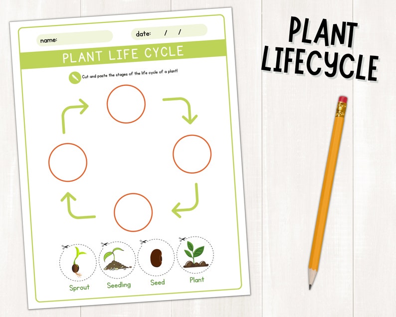 Types of Plants Worksheet | Plant Life Cycle Activity | Types of Plants ...