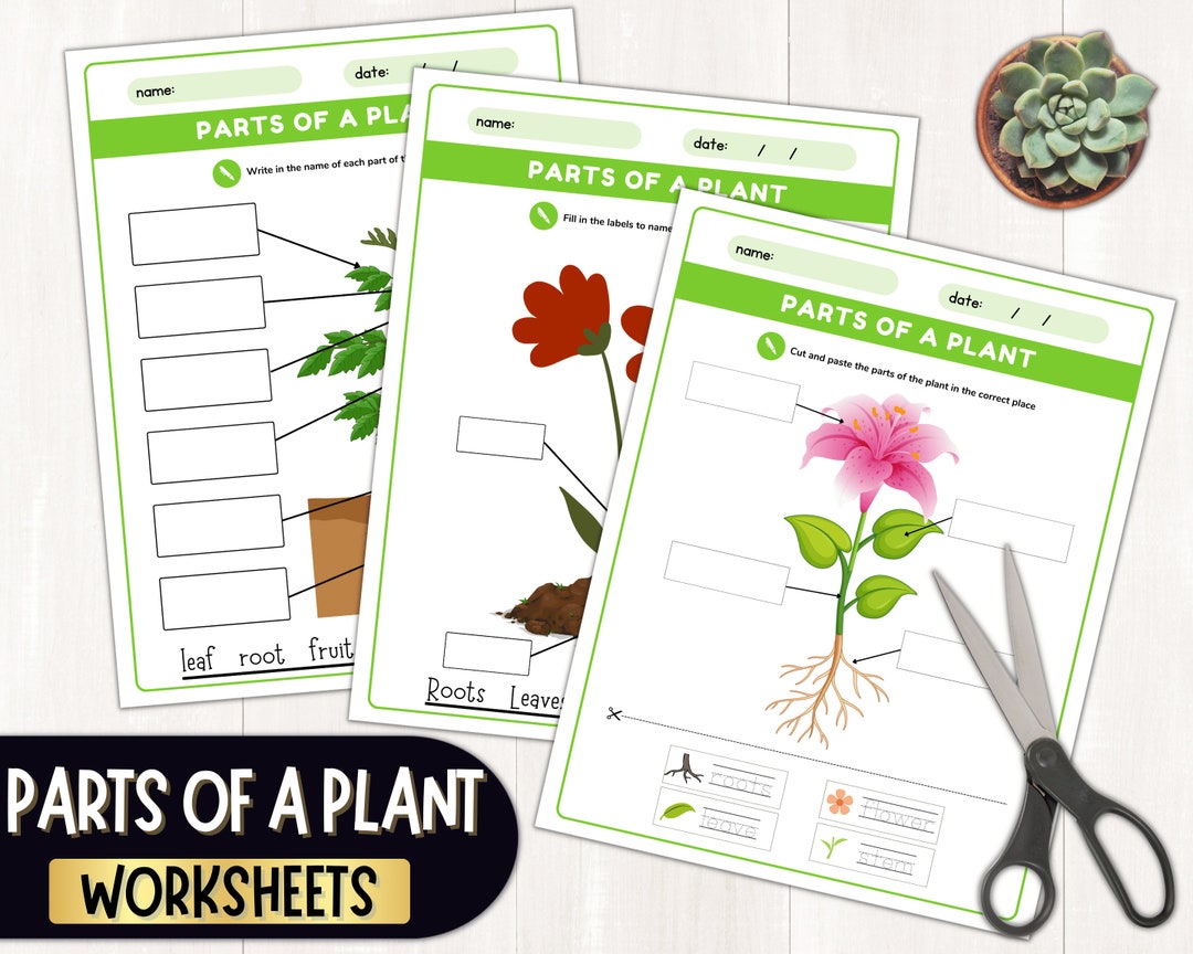 Parts of a Plant Science Activities | Printable Plant Labeling ...