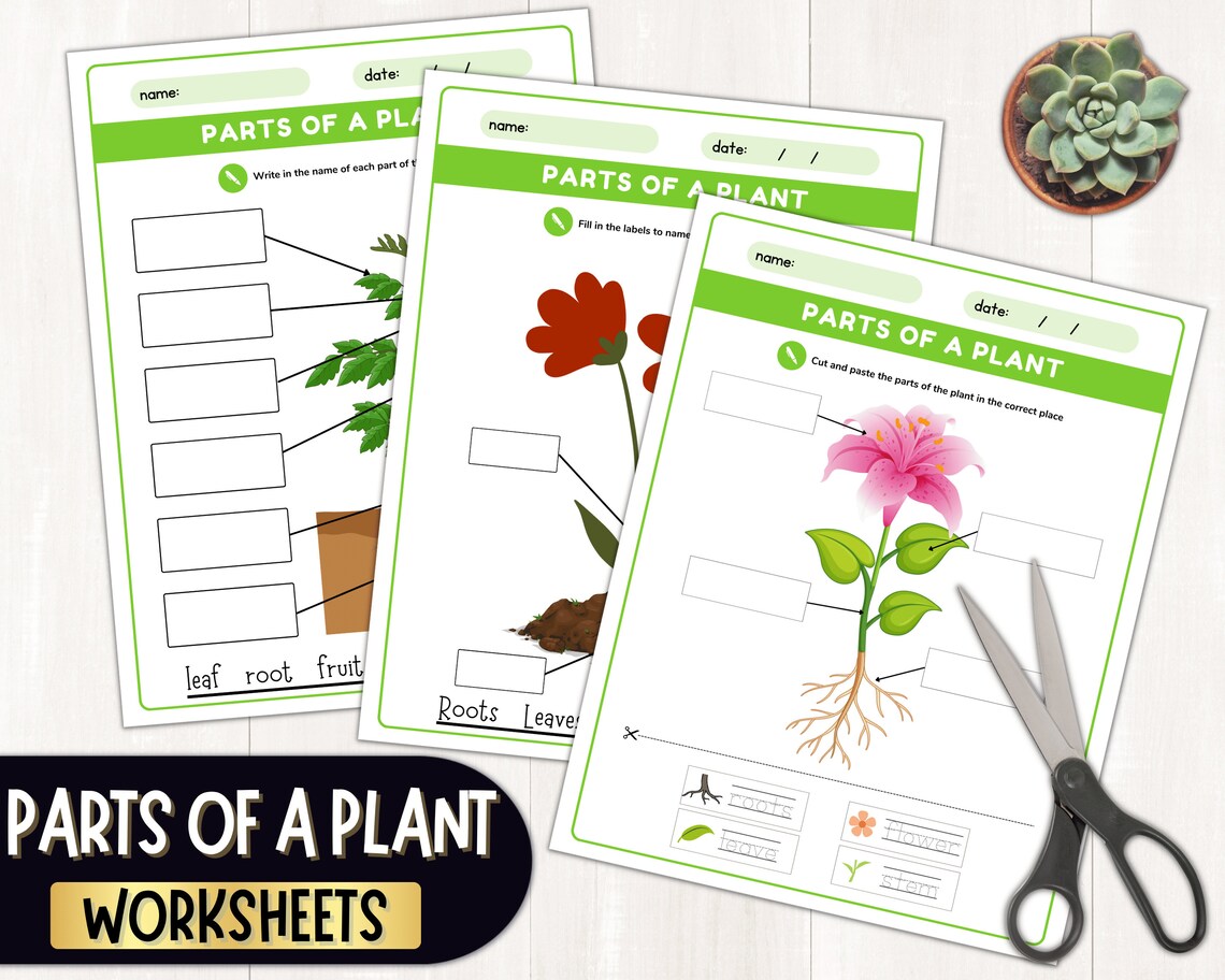 Parts of a Plant Science Activities Printable Plant Labeling Worksheets ...