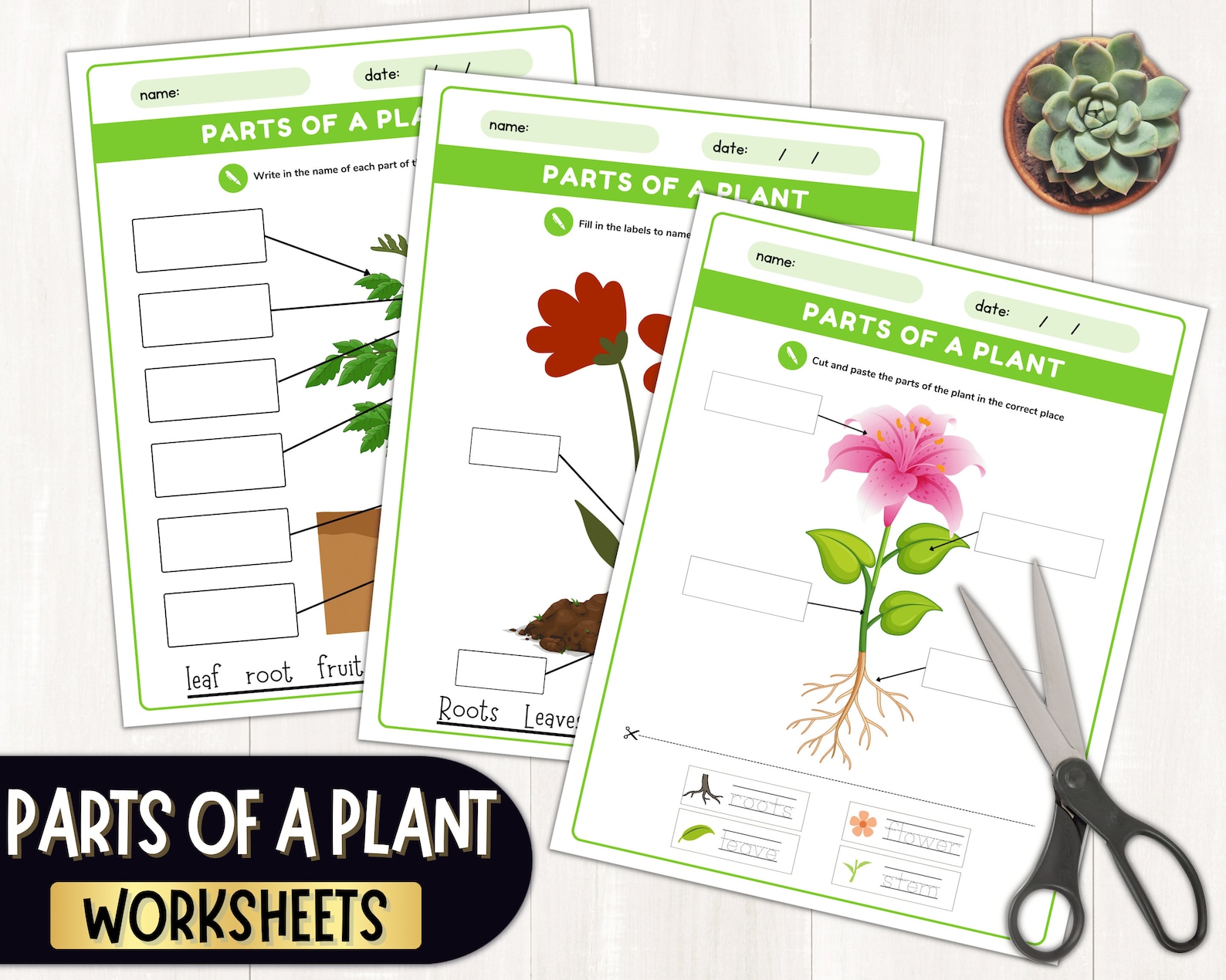 Parts of a Plant Science Activities | Printable Plant Labeling ...