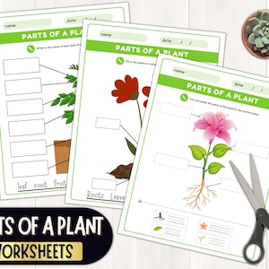 Parts of a Plant Science Activities | Printable Plant Labeling ...