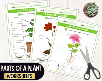 Parts of a Plant - Etsy