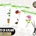 Parts of a Plant Science Activities Printable Plant Labeling Worksheets ...