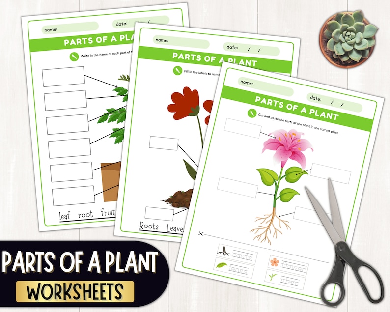 Parts of a Plant Science Activities | Printable Plant Labeling ...