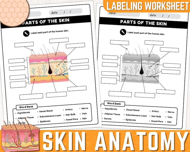 Human Skin Parts Labeling Worksheet | Anatomy of the Skin | Parts of ...
