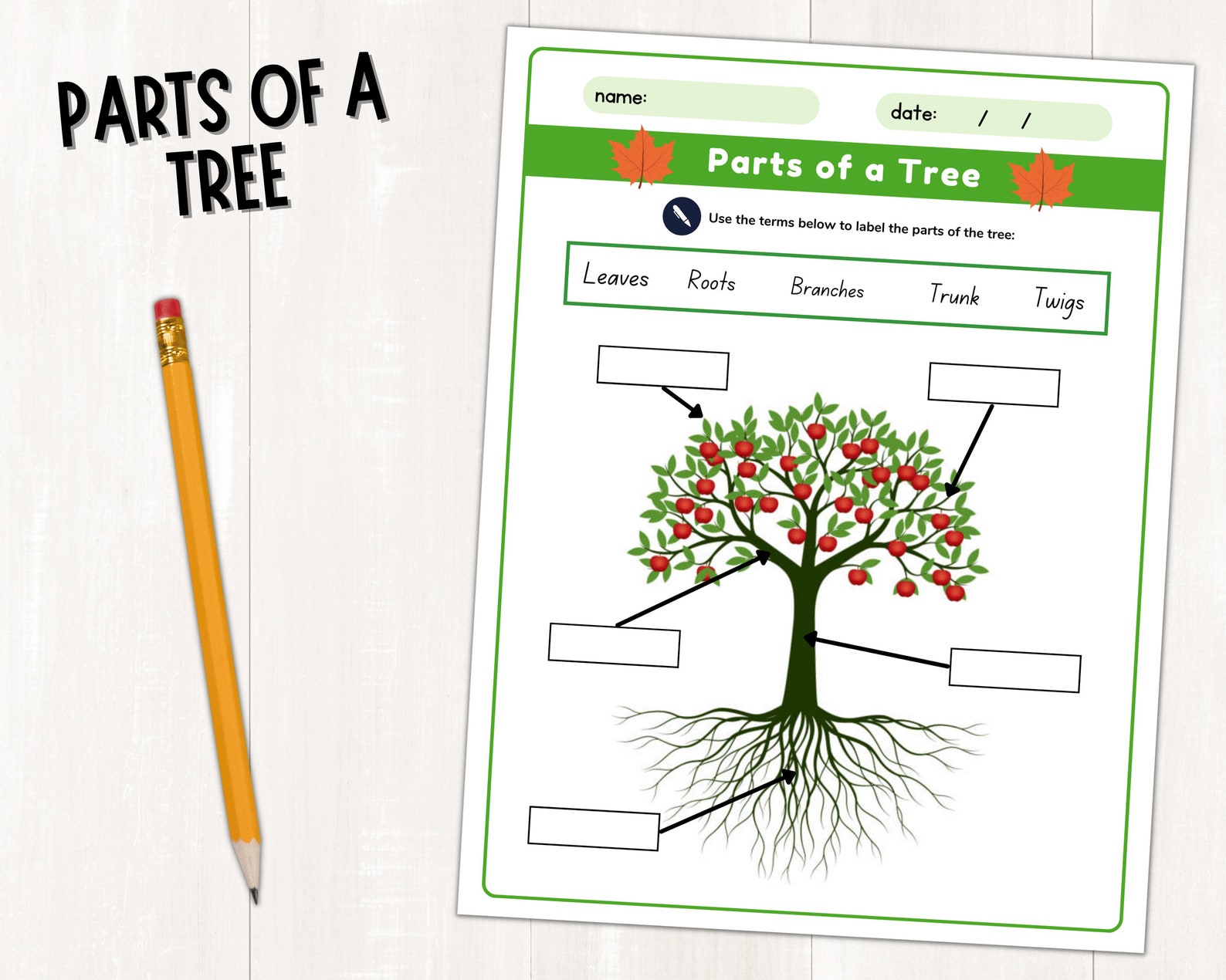 Parts of a Tree Labeling Activity | Tree Life Cycle Worksheet | Tree ...