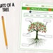 Parts of a Tree Labeling Activity Tree Life Cycle Worksheet Tree Fact ...
