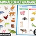 Mammal Vs. Not a Mammal Picture Sort | Animals Sorting Activity ...