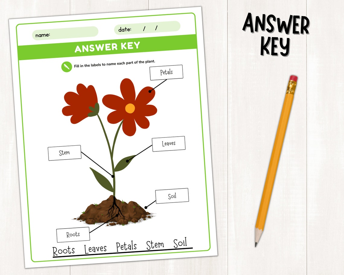 Parts of a Plant Science Activities Printable Plant Labeling Worksheets ...