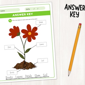 Parts of a Plant Science Activities | Printable Plant Labeling ...