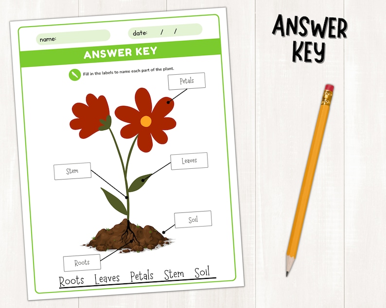 Parts of a Plant Science Activities | Printable Plant Labeling ...