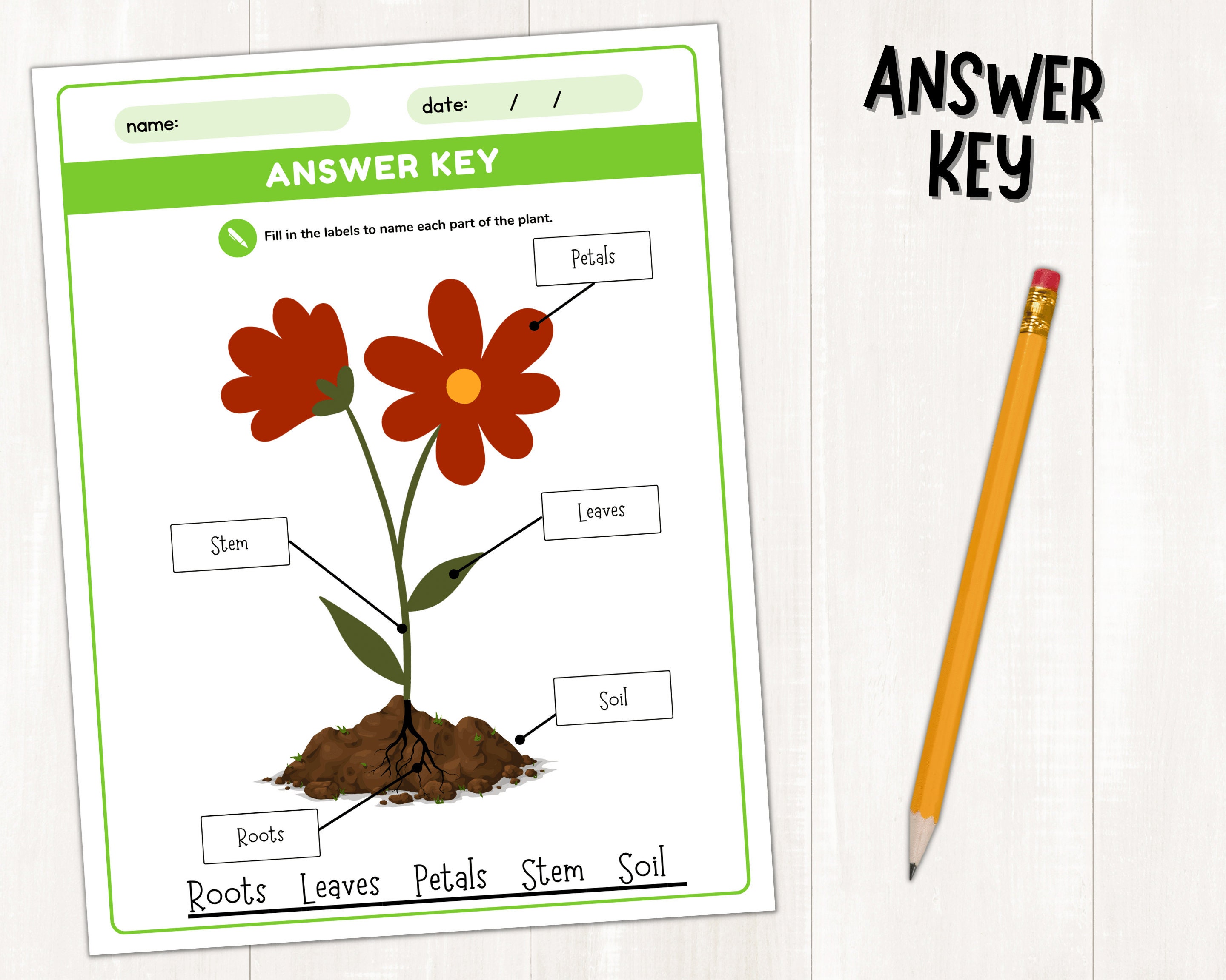 Hoja De Trabajo Sobre Las Partes De Una Planta Con Flores Unidad