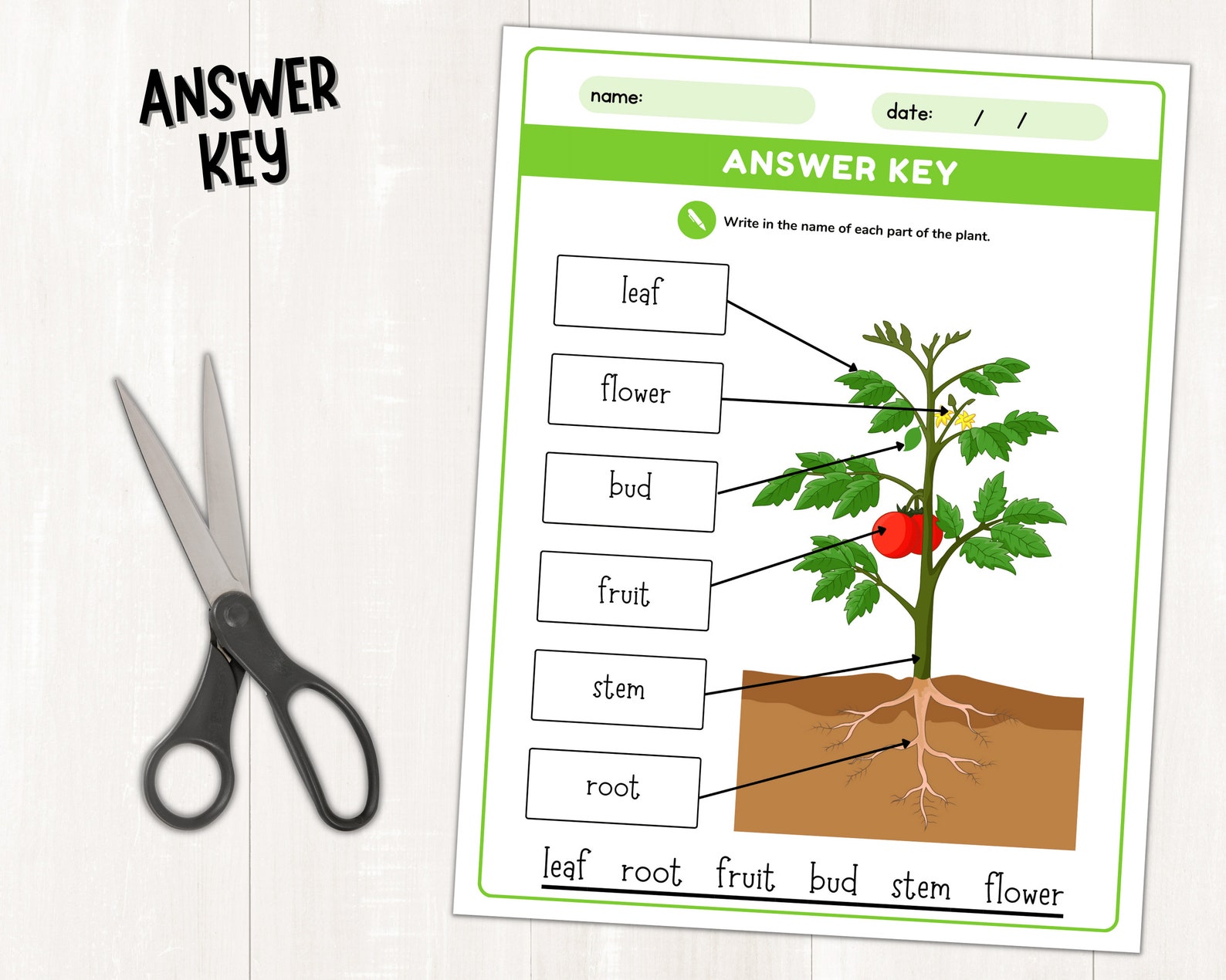 Parts of a Plant Science Activities | Printable Plant Labeling ...