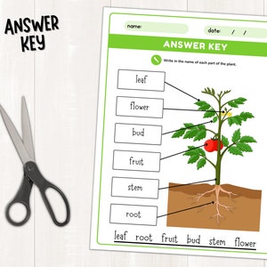 Parts of a Plant Science Activities | Printable Plant Labeling ...