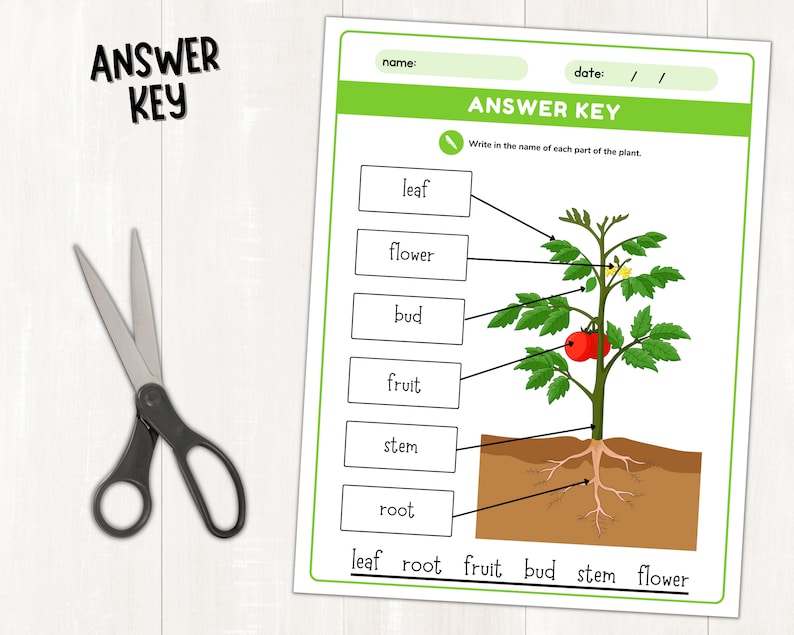 Parts of a Plant Science Activities | Printable Plant Labeling ...