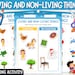 Living and Non-living Things Sorting Activity, Identifying Living and ...