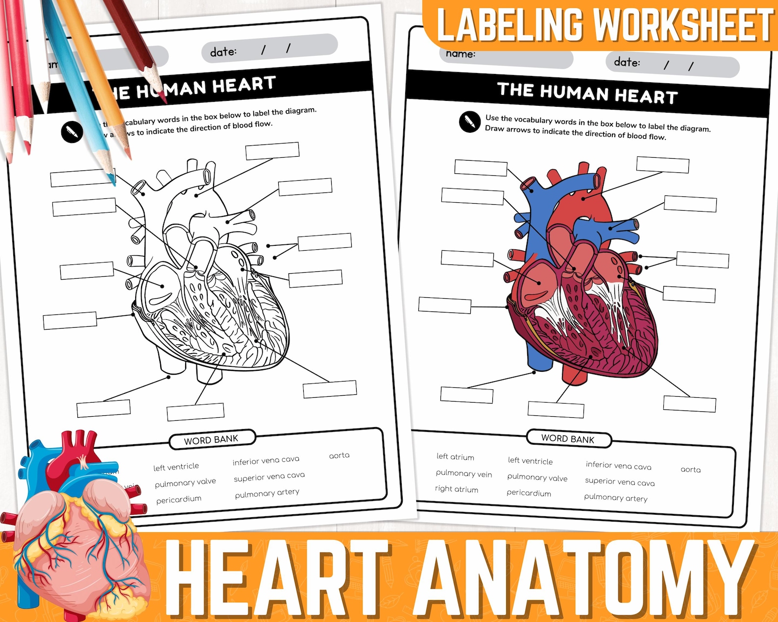 Human Heart Parts Labeling Worksheet | Anatomy of the Heart | Parts of ...